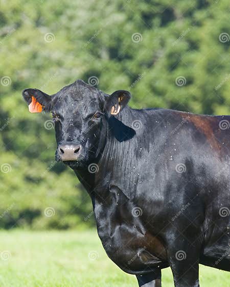 Black Angus Cow stock image. Image of angus, bull, farm - 26215219