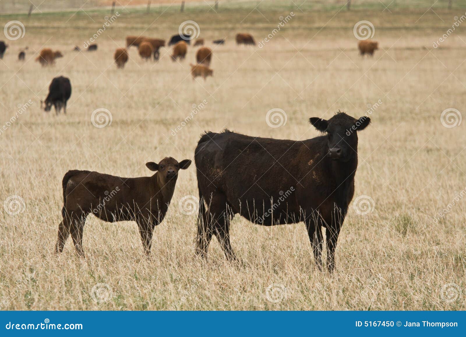 Black Angus Cow With Calf Stock Photo - Image: 5167450