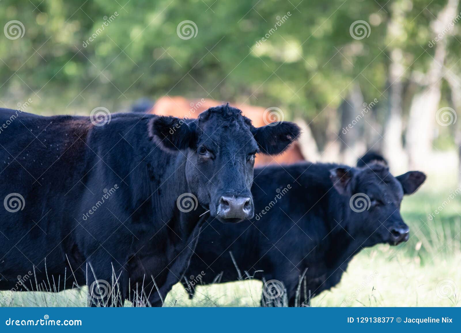 Black Angus Cow and Calf from Chest Up Stock Image - Image of crossbred ...