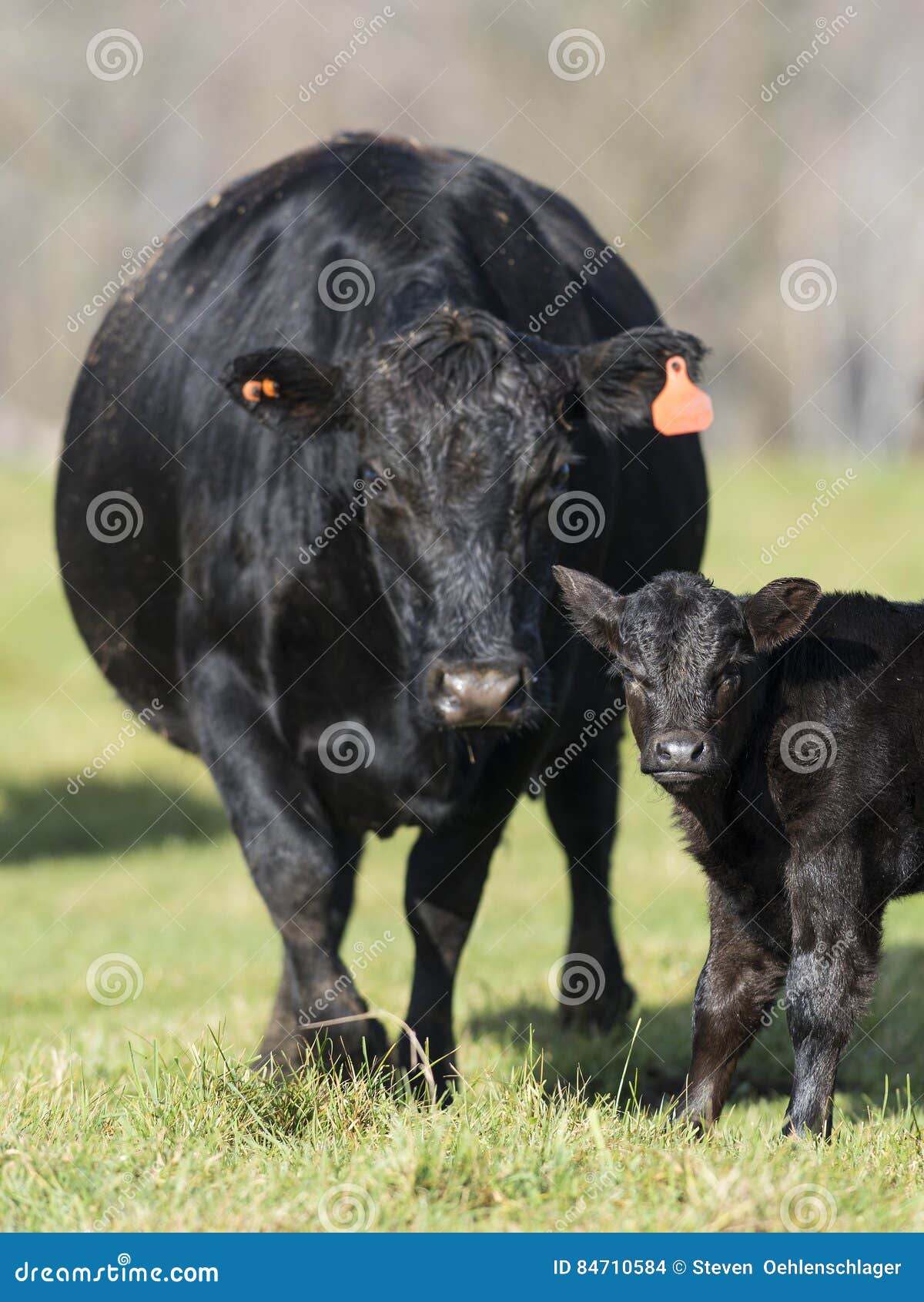 Black Angus Cow and calf stock photo. Image of cattle - 84710584