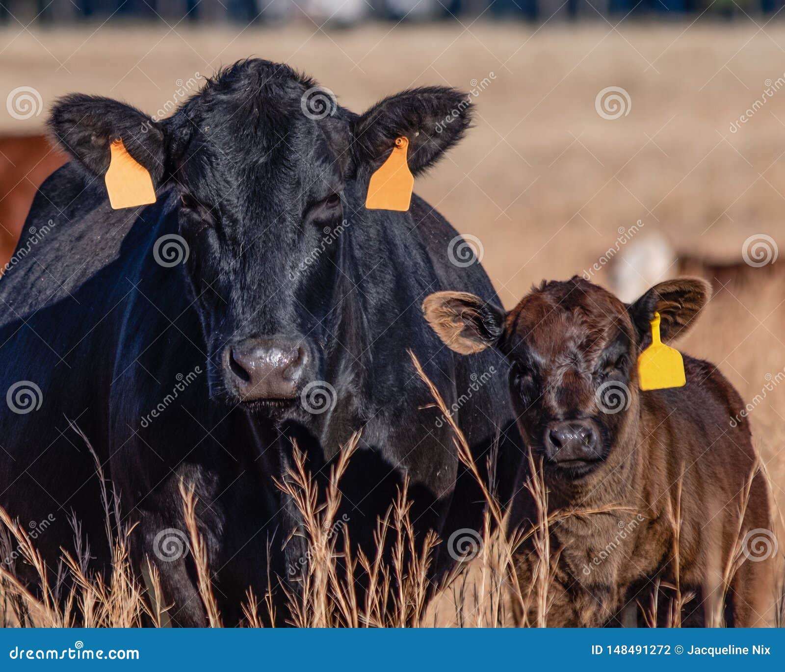 Black Angus cow-calf pair stock photo. Image of close - 148491272