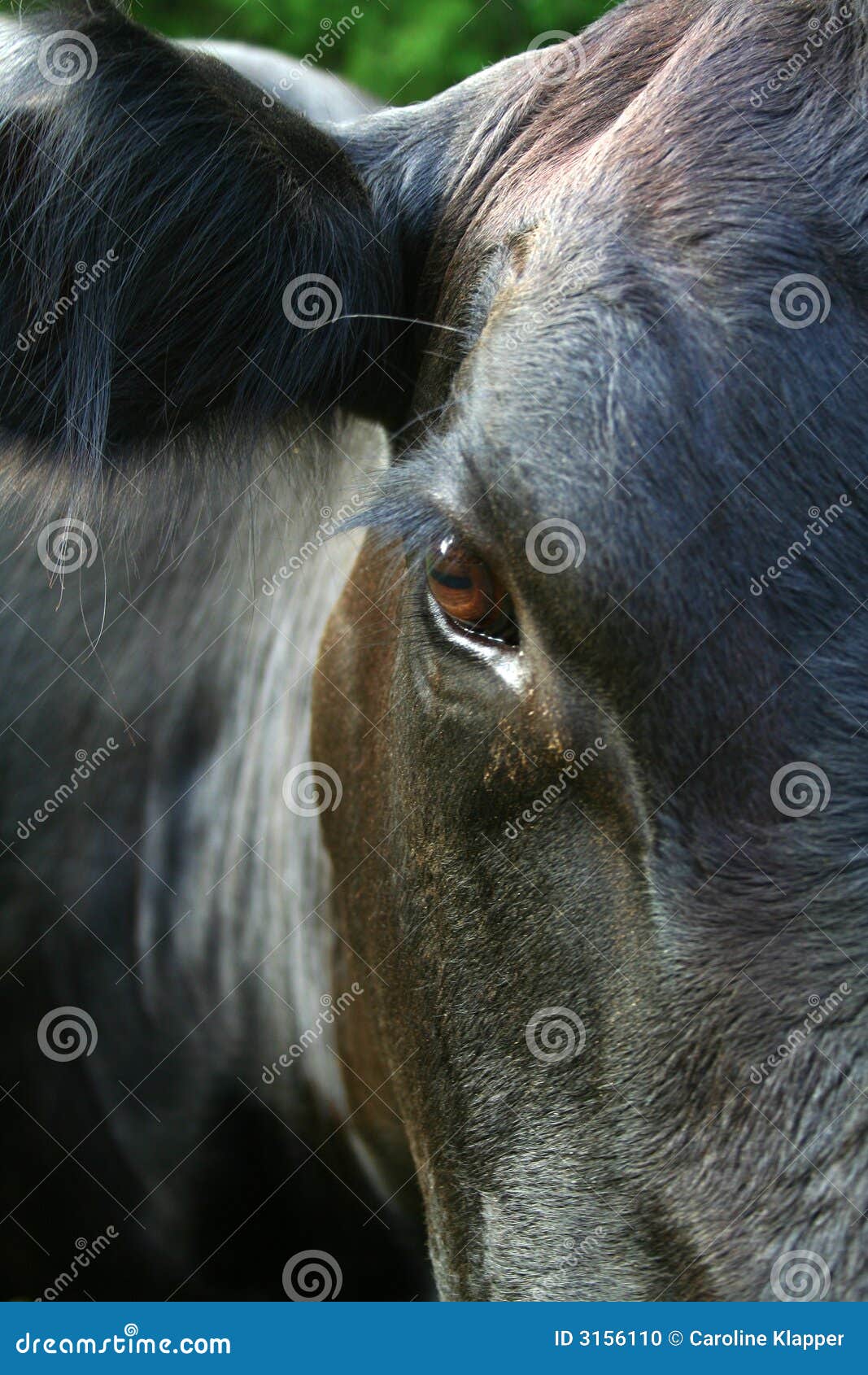 Black Angus Cow Close Up stock photo. Image of close, cattle - 3156110