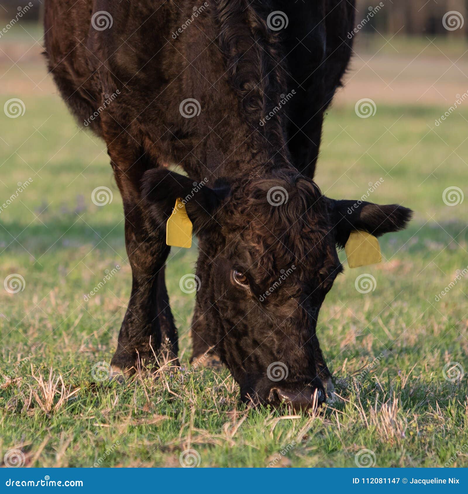 Curly Angus - Square Format Stock Image - Image of yellow, mammal ...