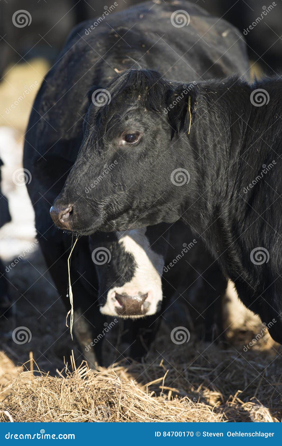 Black Angus Cow stock photo. Image of spring, farm, winter - 84700170