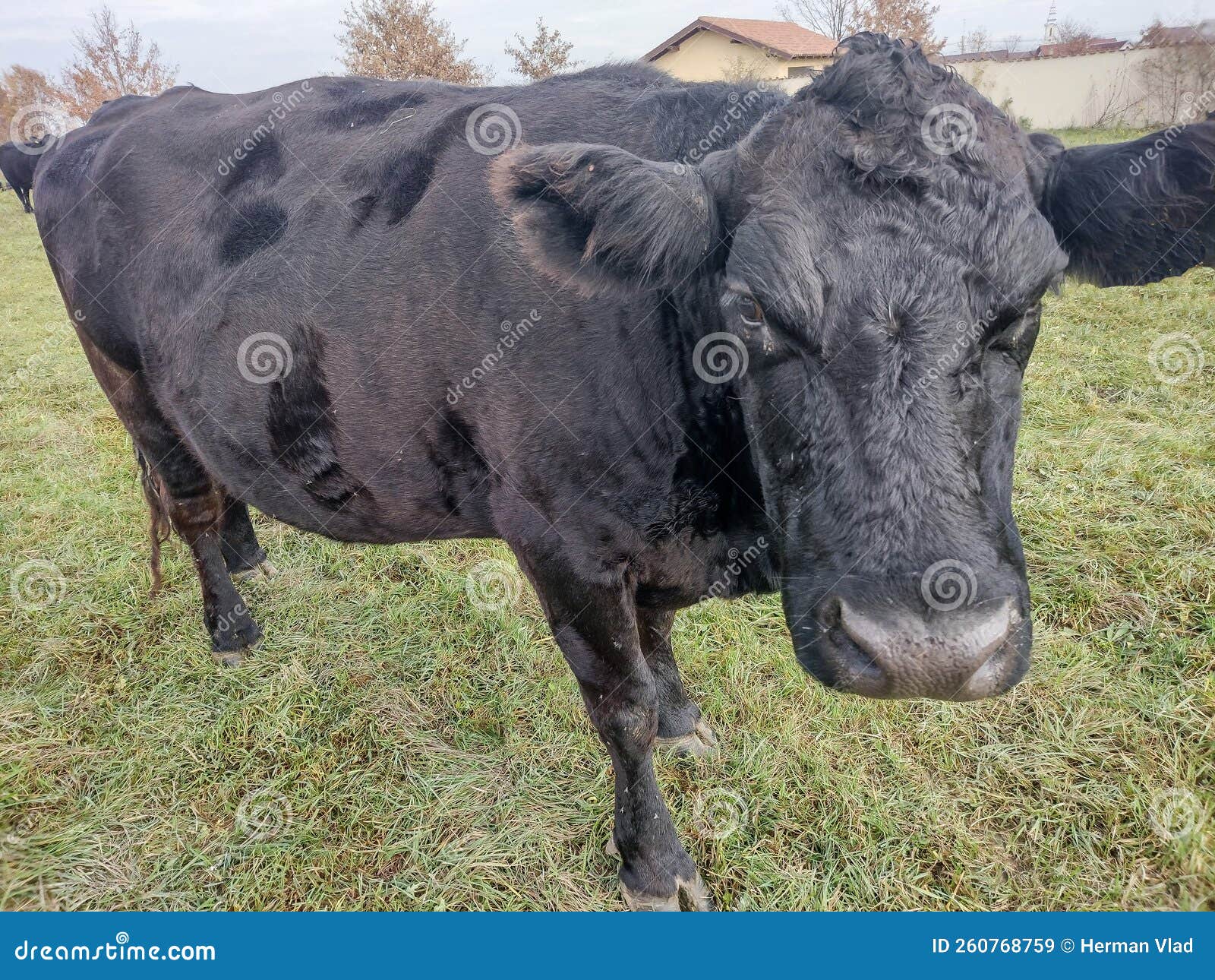 Black Angus Cow in the Grass. Black Angus Cow Portrait Stock Image ...