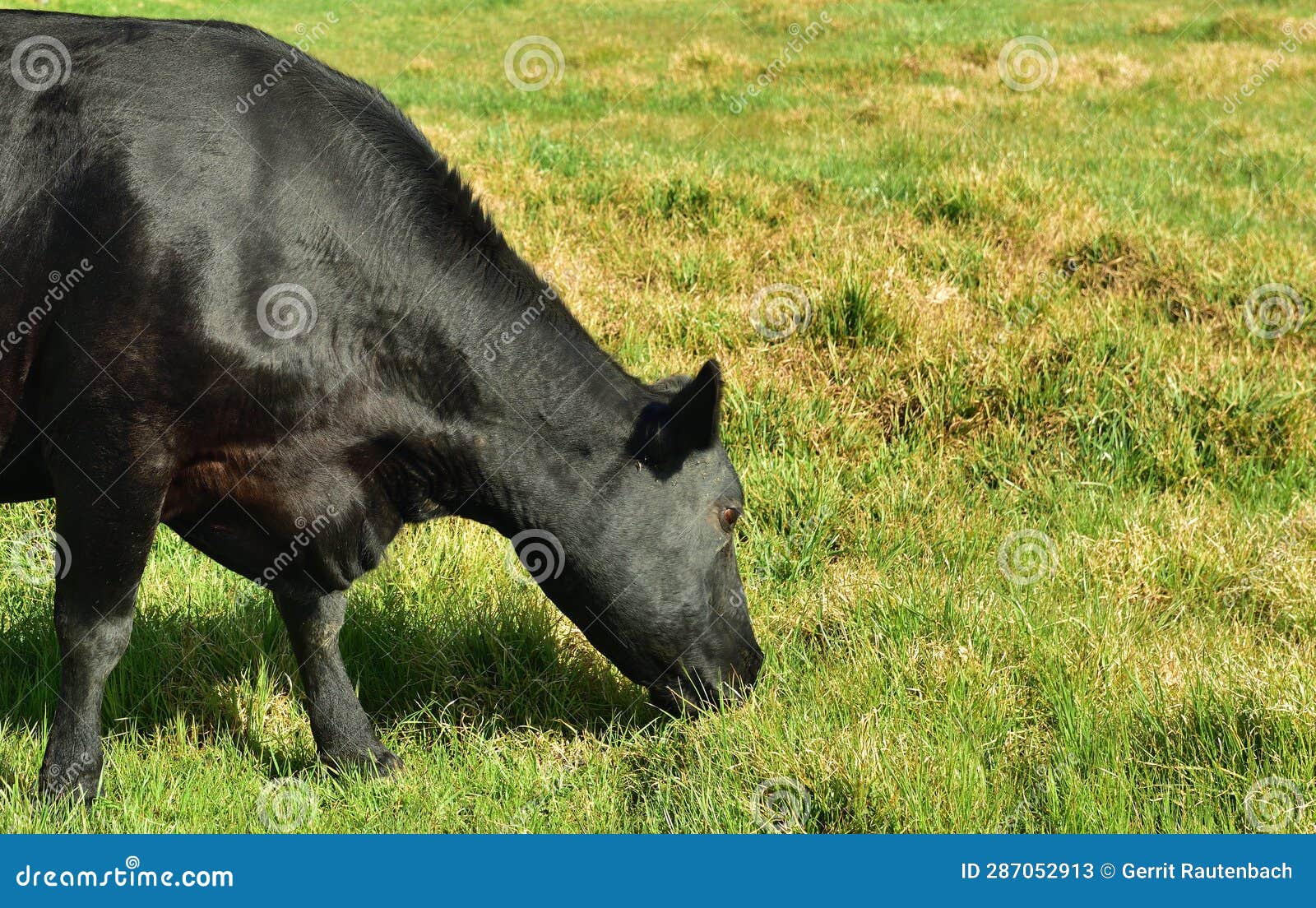 A Black Angus Cow Grazing in a Lush Cow Paddock Stock Image - Image of ...