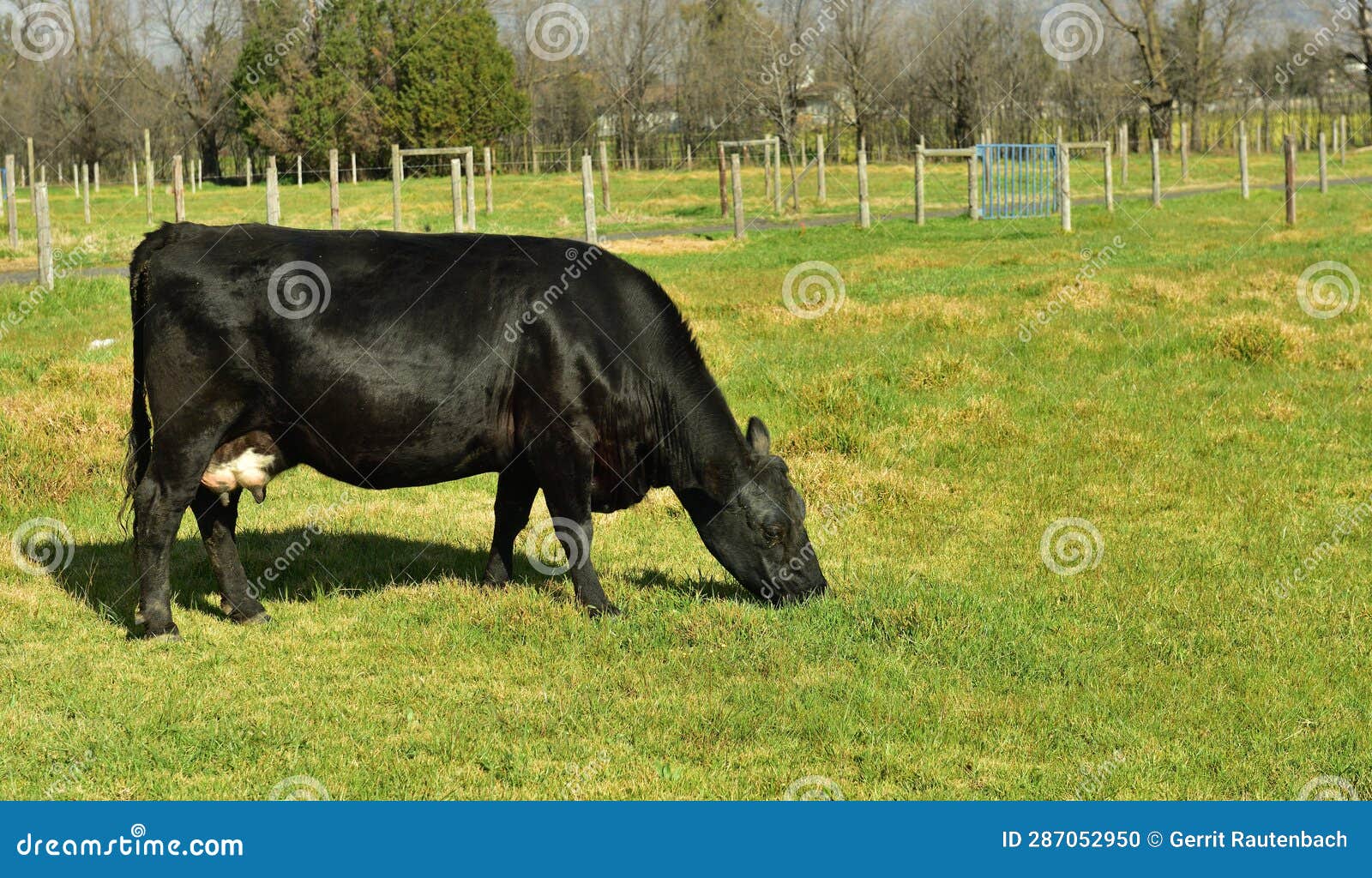 A Black Angus Cow Grazing in a Lush Cow Paddock Stock Photo - Image of ...