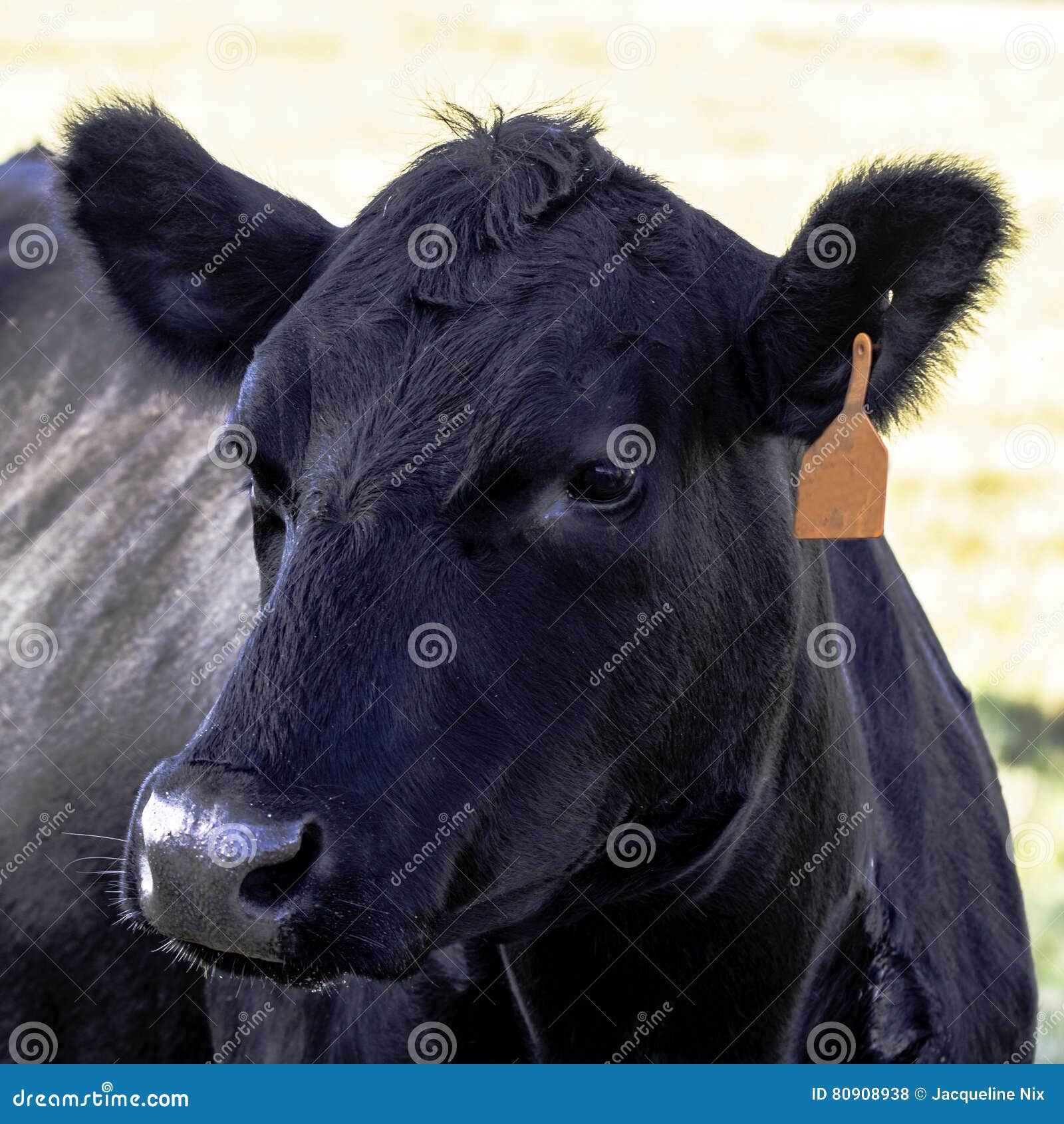 Black Angus cow head stock photo. Image of head, brood - 80908938
