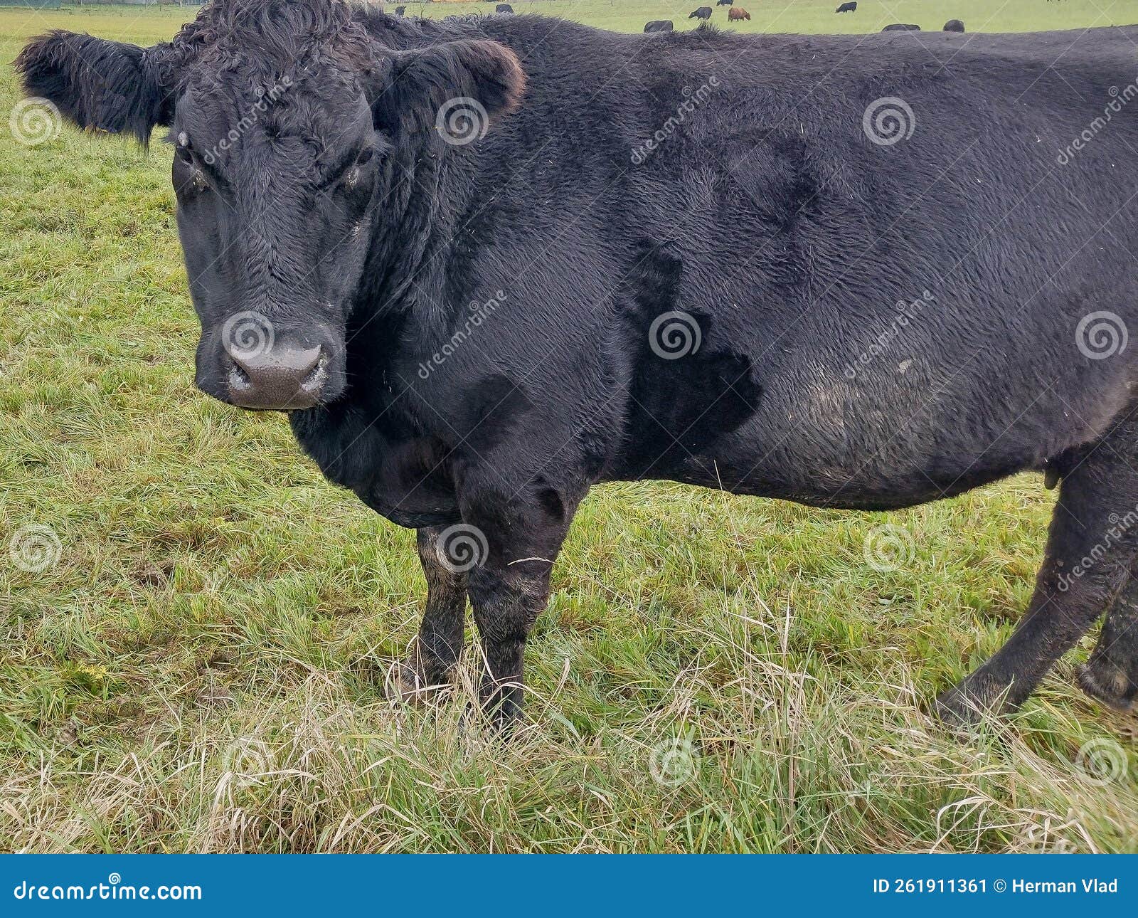 Black angus cow on pasture stock image. Image of outdoor - 261911361