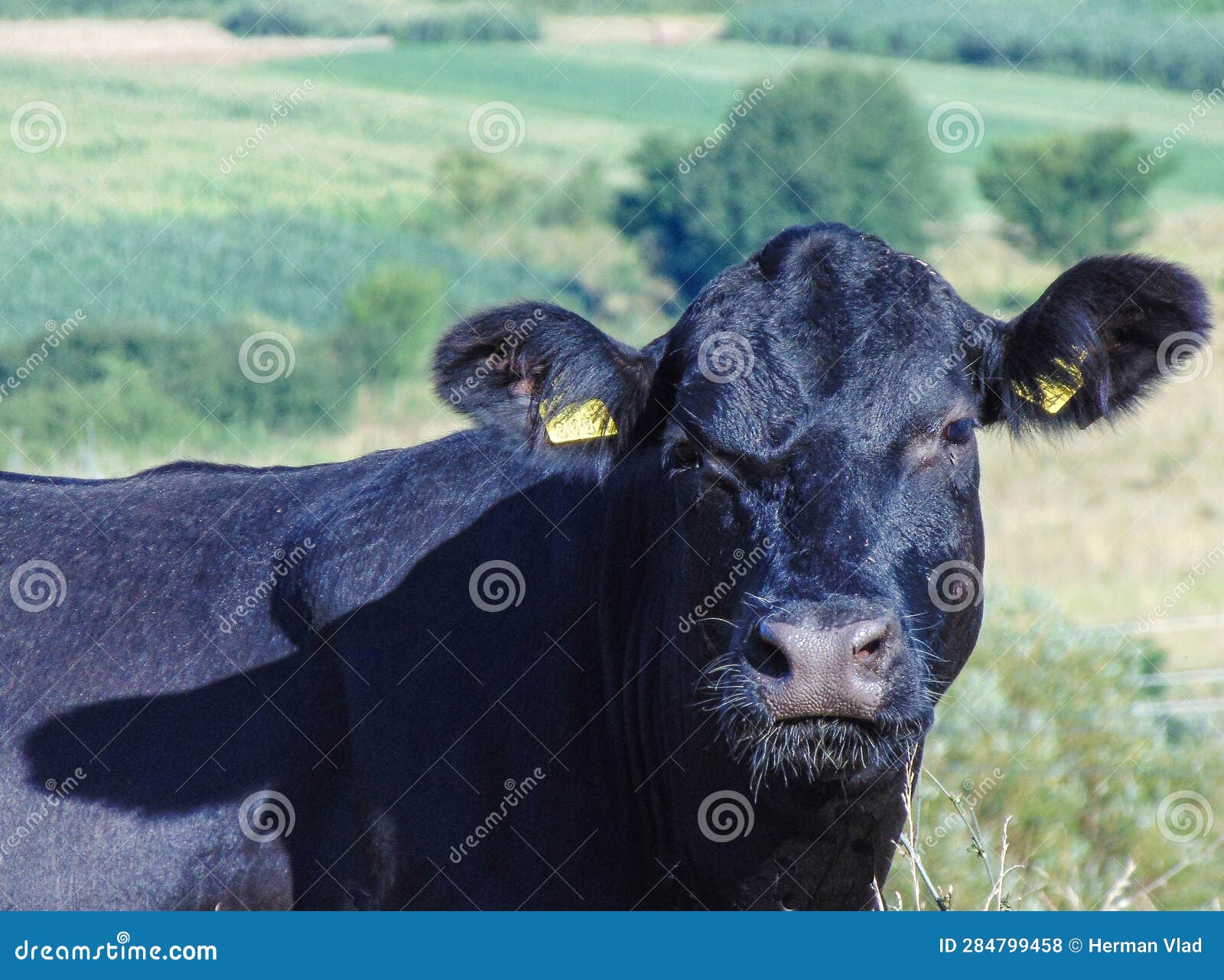 Black Angus Cow Portrait. Animal Stock Photo - Image of cows, field ...
