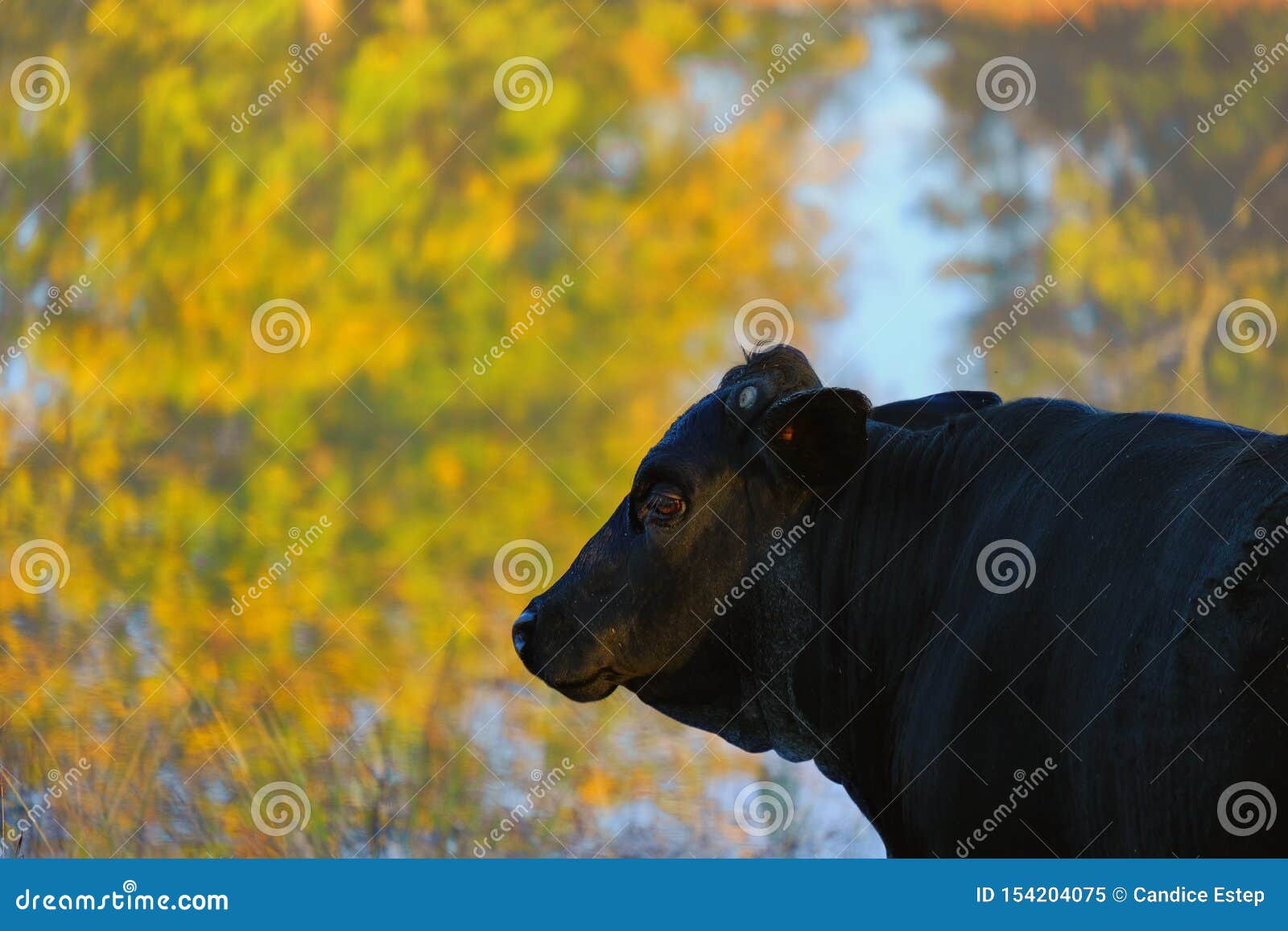 Black Angus Cow during Fall Stock Image - Image of large, reflection ...