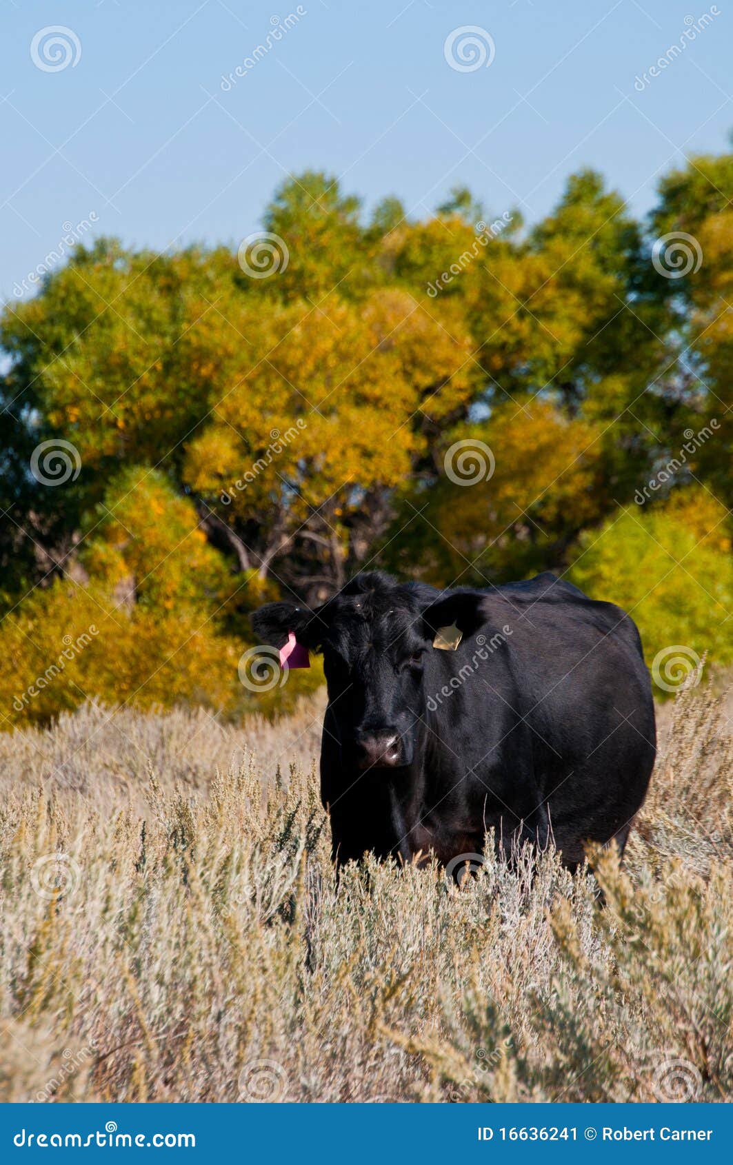 Black Angus Cow Standing in a Sagebrush Field Stock Image - Image of ...