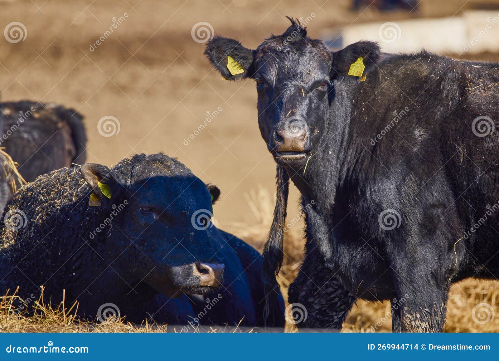 Black angus cows on a farm stock photo. Image of farming - 269944714