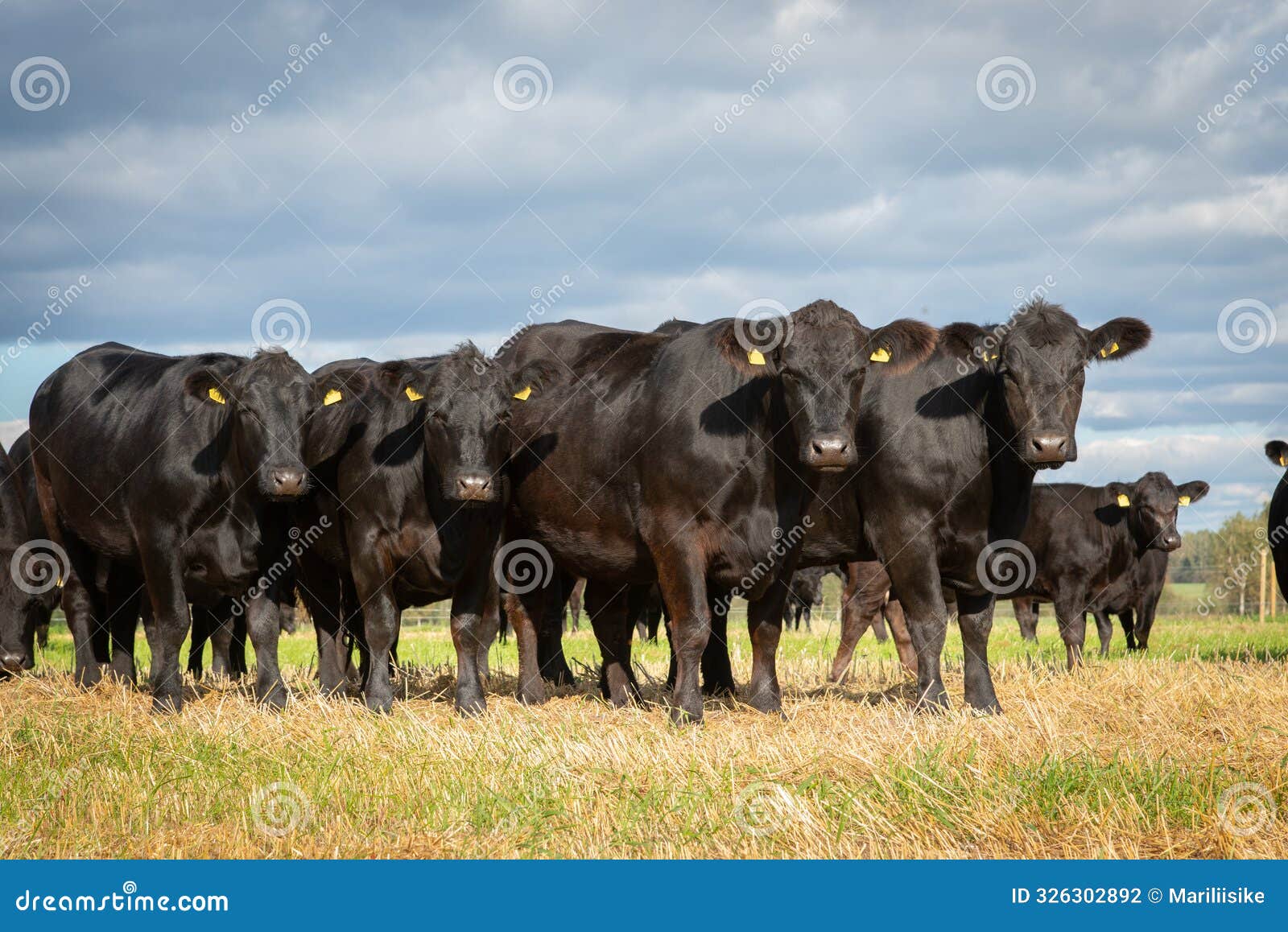 Black Angus Cows Grazing In A Green Meadow Royalty-Free Stock Image ...