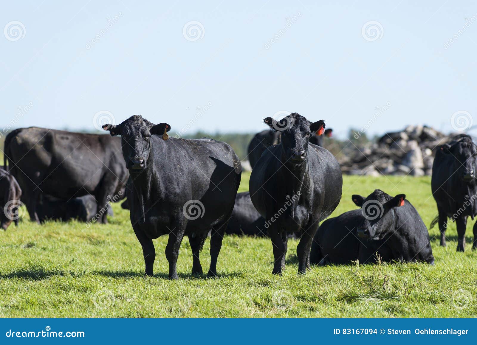 Black Angus Cows stock photo. Image of steer, pasture - 83167094