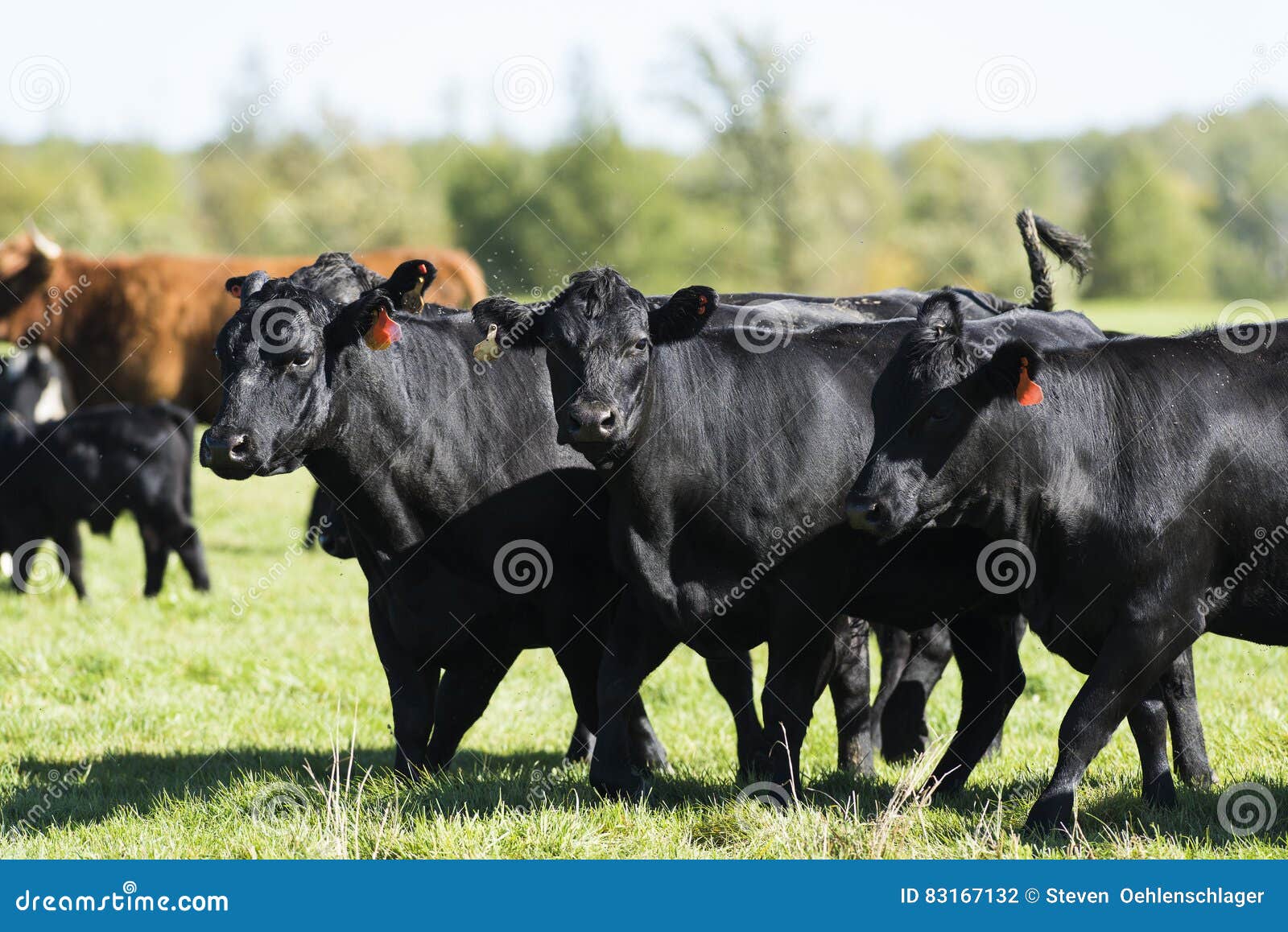Black Angus Cows stock photo. Image of angus, cattle - 83167132