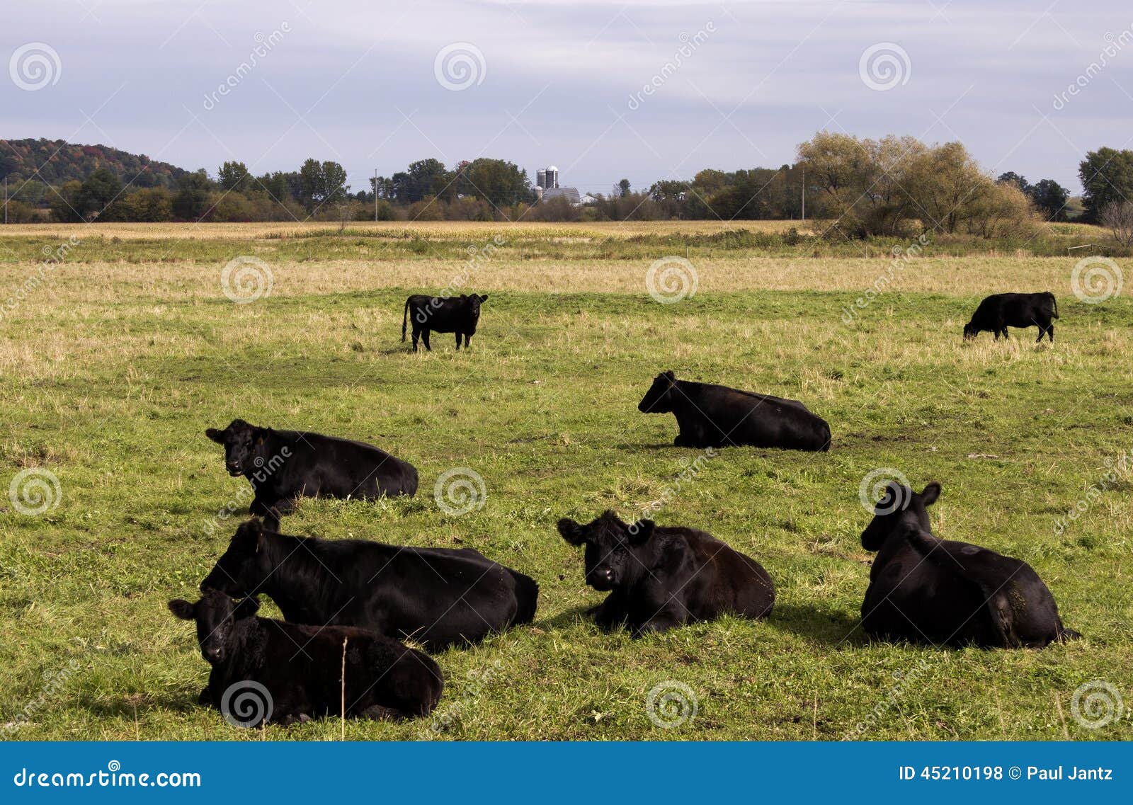 Black angus cows stock photo. Image of steer, breed, bovine - 45210198