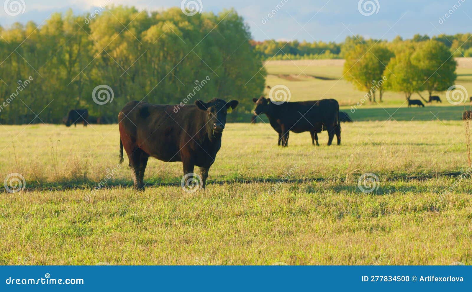 Black Angus Cows Standing in Pasture. Black Cow Grazing on a Summer ...