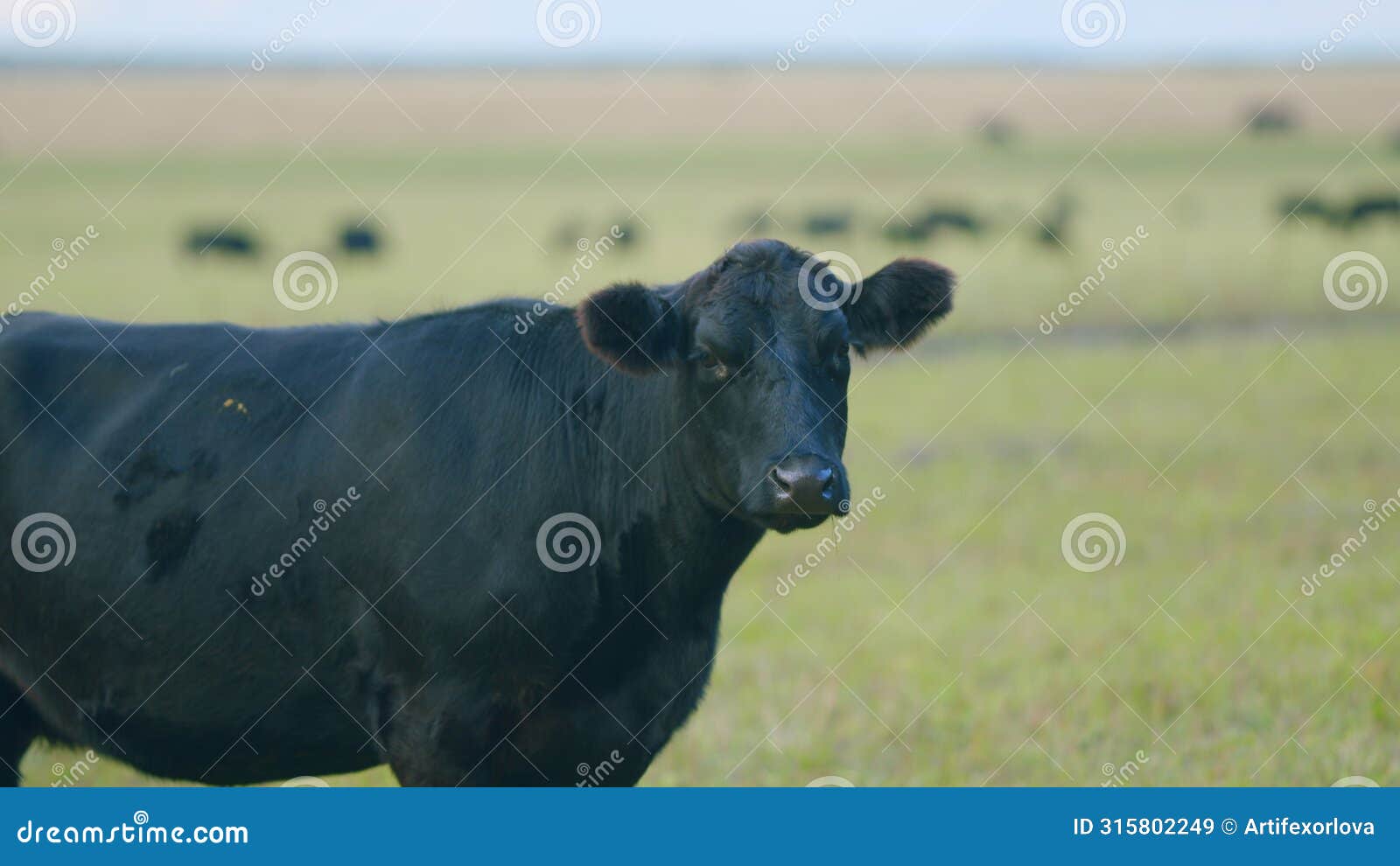 Black Angus Cows Standing in Pasture. Black Cow Grazing on a Summer ...