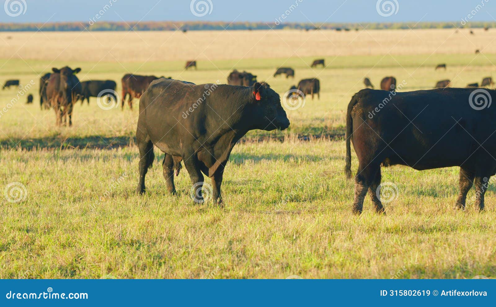Black Angus Cows Standing in Pasture. Black Cow Grazing on a Summer ...