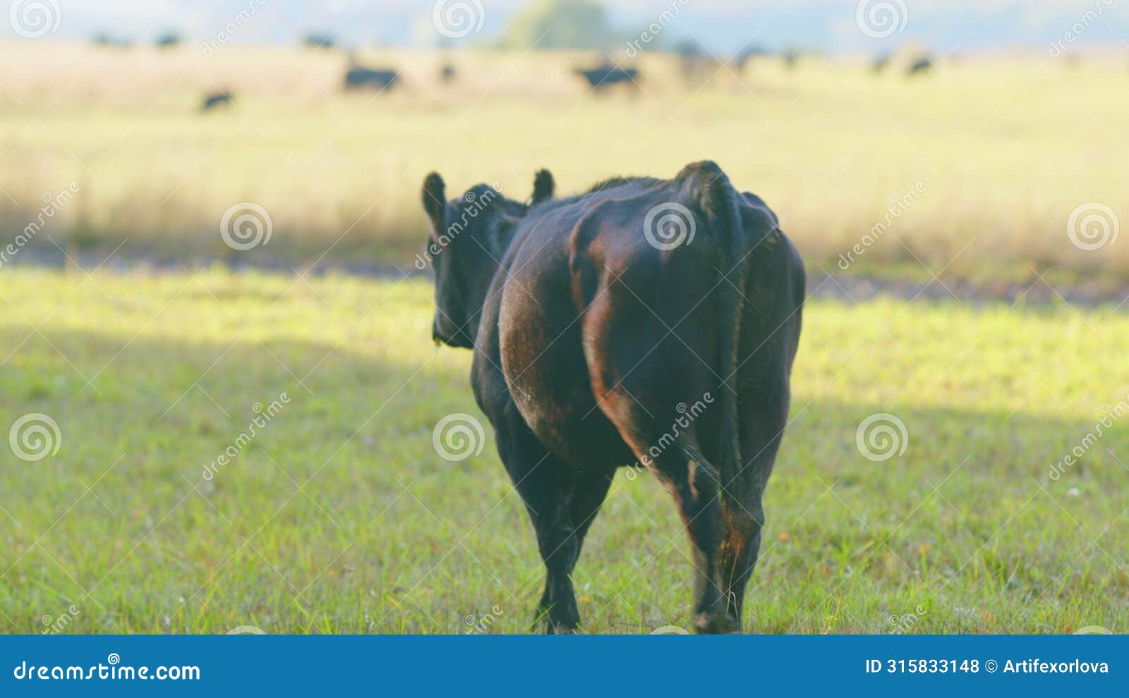 Black Angus Cows Standing in Pasture. Black Cow Grazing on a Summer ...