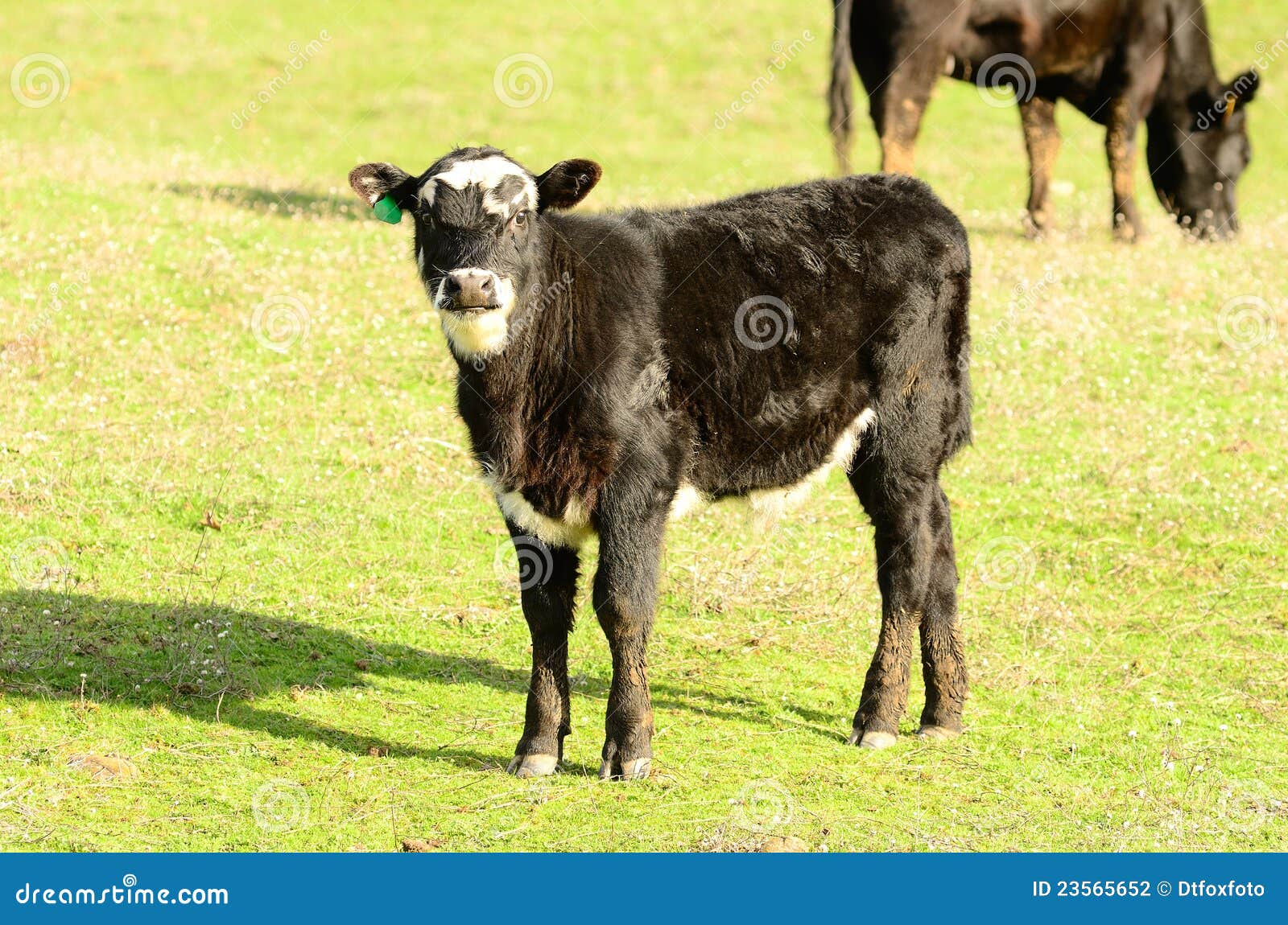 Black Angus Cross stock photo. Image of field, young - 23565652