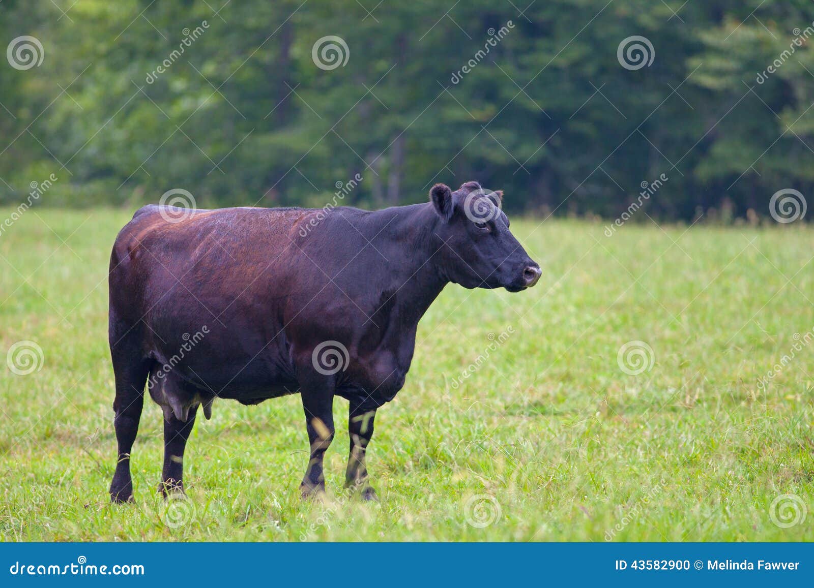 Black Angus stock photo. Image of cattle, female, farming - 43582900