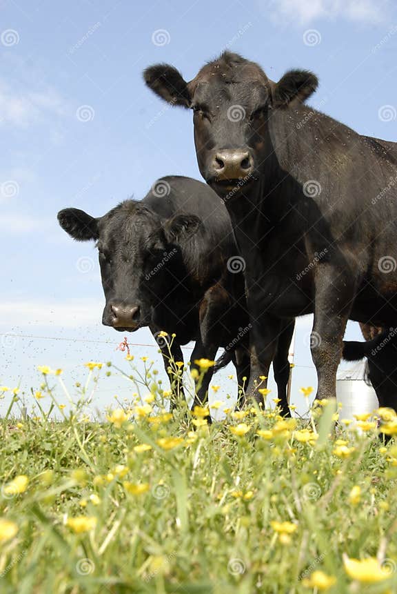 Black Angus and Flowers stock image. Image of angus, maryland - 11089831