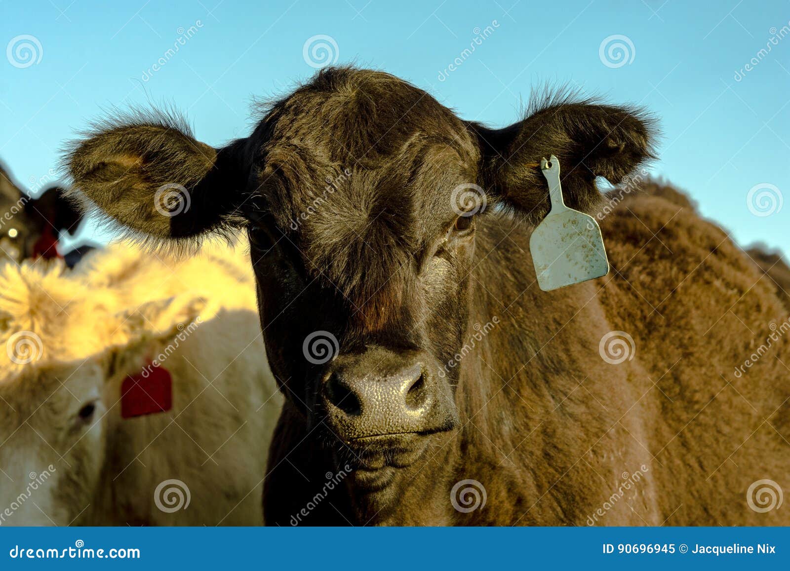Black Angus heifer face stock image. Image of agricultural - 90696945