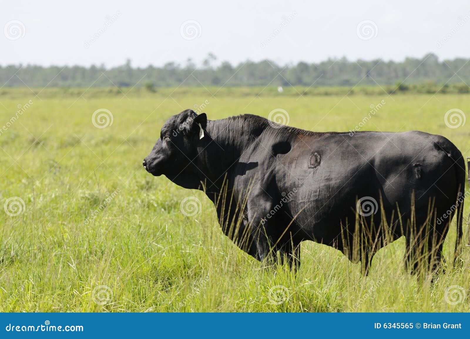 Black Angus Beef - Culinary Show At Romanian Beef Master Stock Photo ...