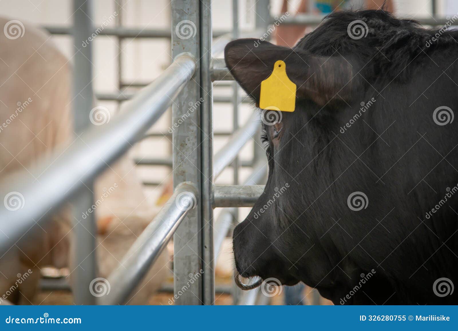 Black angus steer at show stock image. Image of aberdeen - 326280755