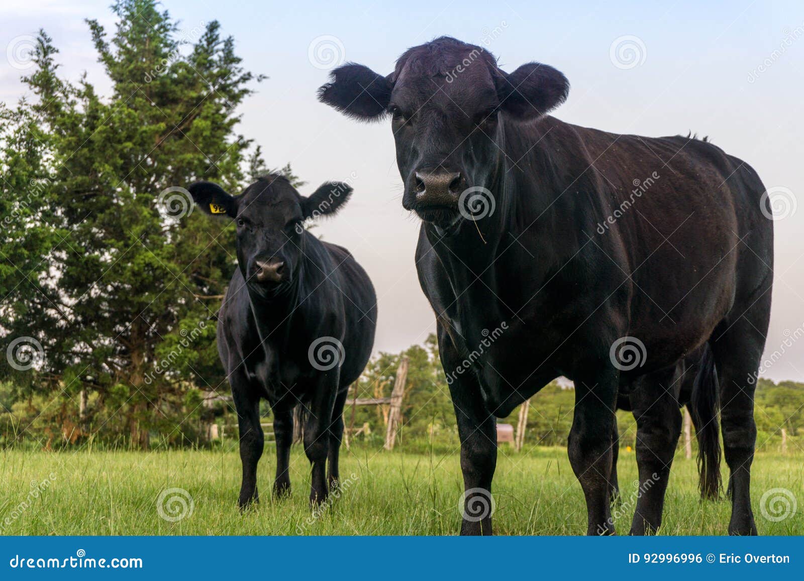 Black Angus stock photo. Image of countryside, closeup - 92996996
