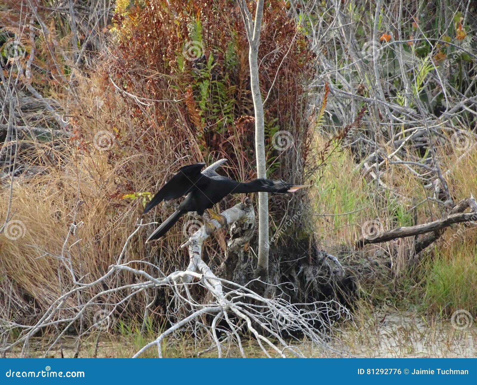 Black Anhinga (snake Bird) in a Marsh Stock Photo - Image of snakebird ...