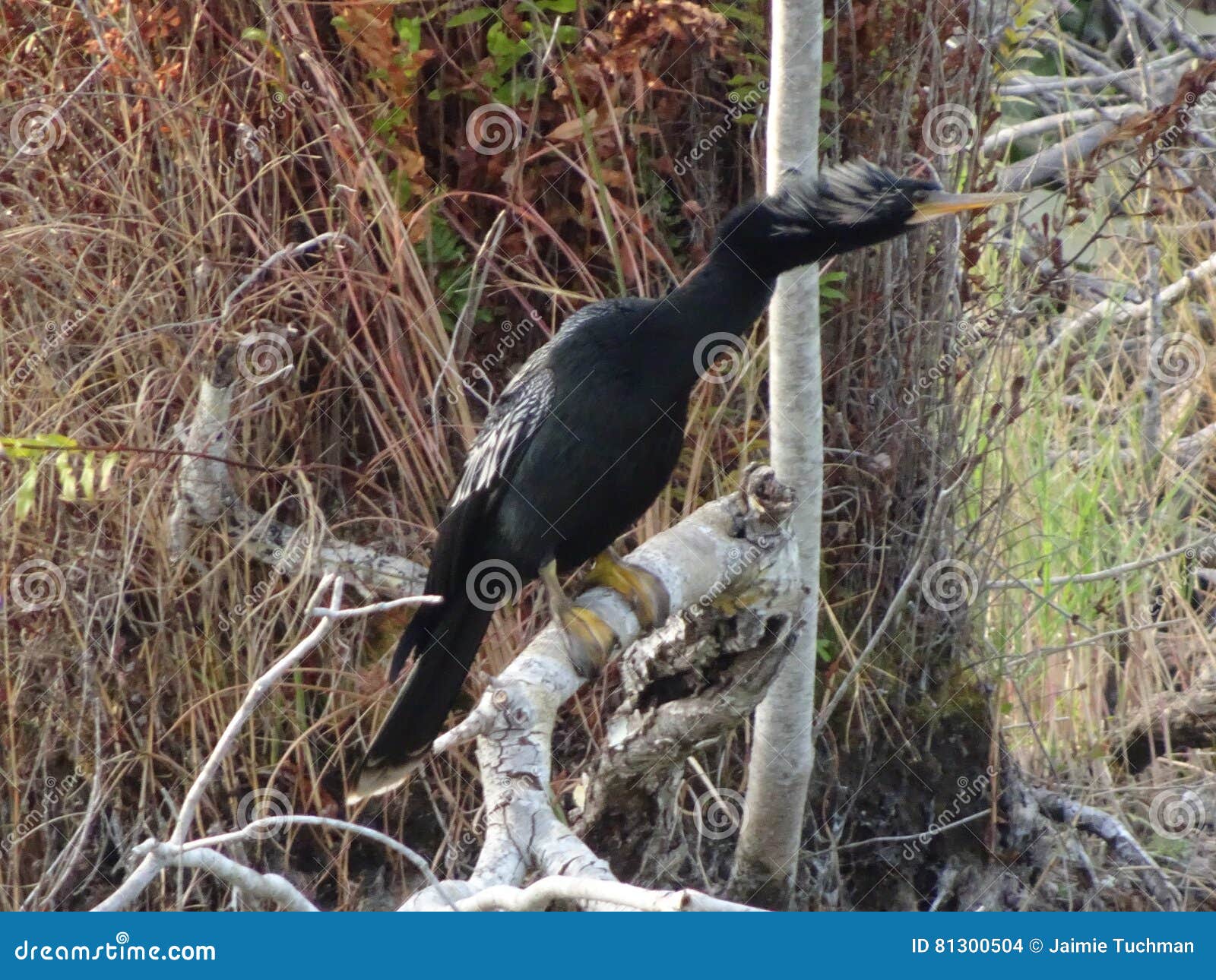 Black Anhinga (snake Bird) in a Marsh Stock Photo - Image of park ...