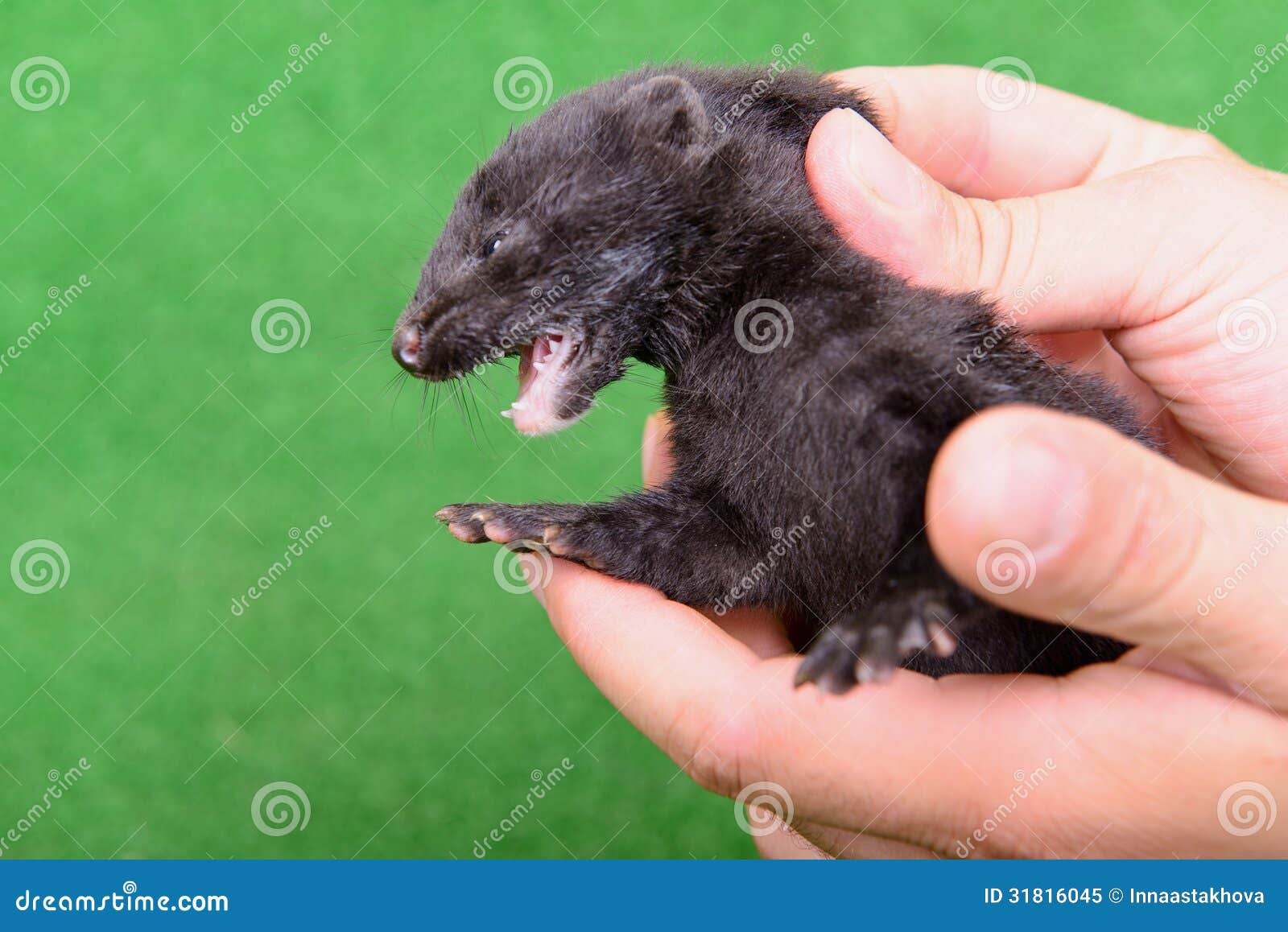 Black animal mink stock image. Image of domestic, funny - 31816045