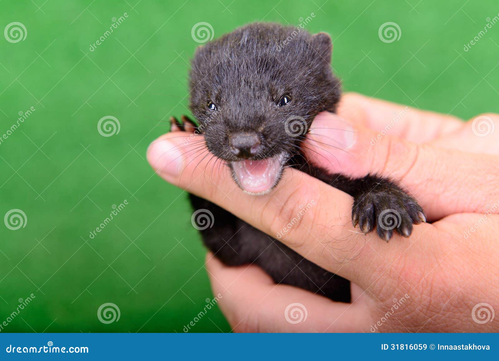 Black animal mink stock image. Image of little, ferret - 31816059