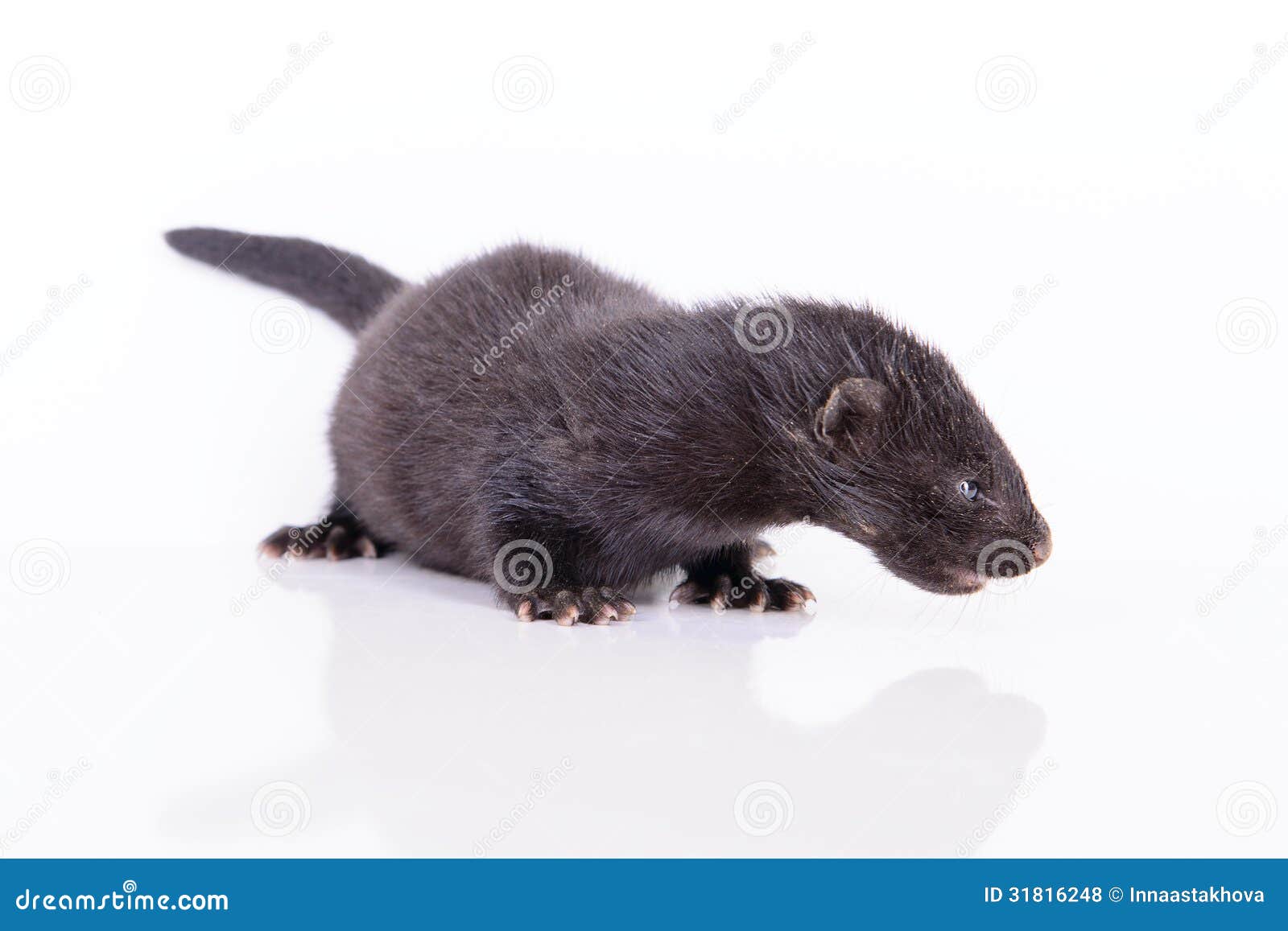 Black animal mink stock photo. Image of sable, funny - 31816248