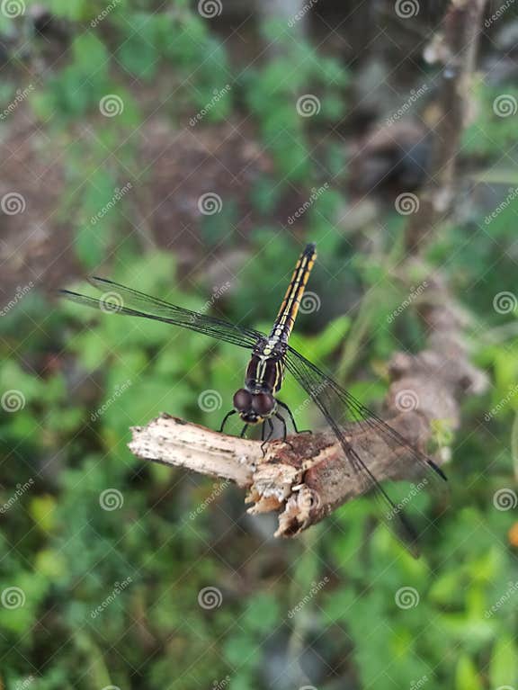 Black Anisoptera Alight on Dry Stem Tree Stock Photo - Image of branch ...