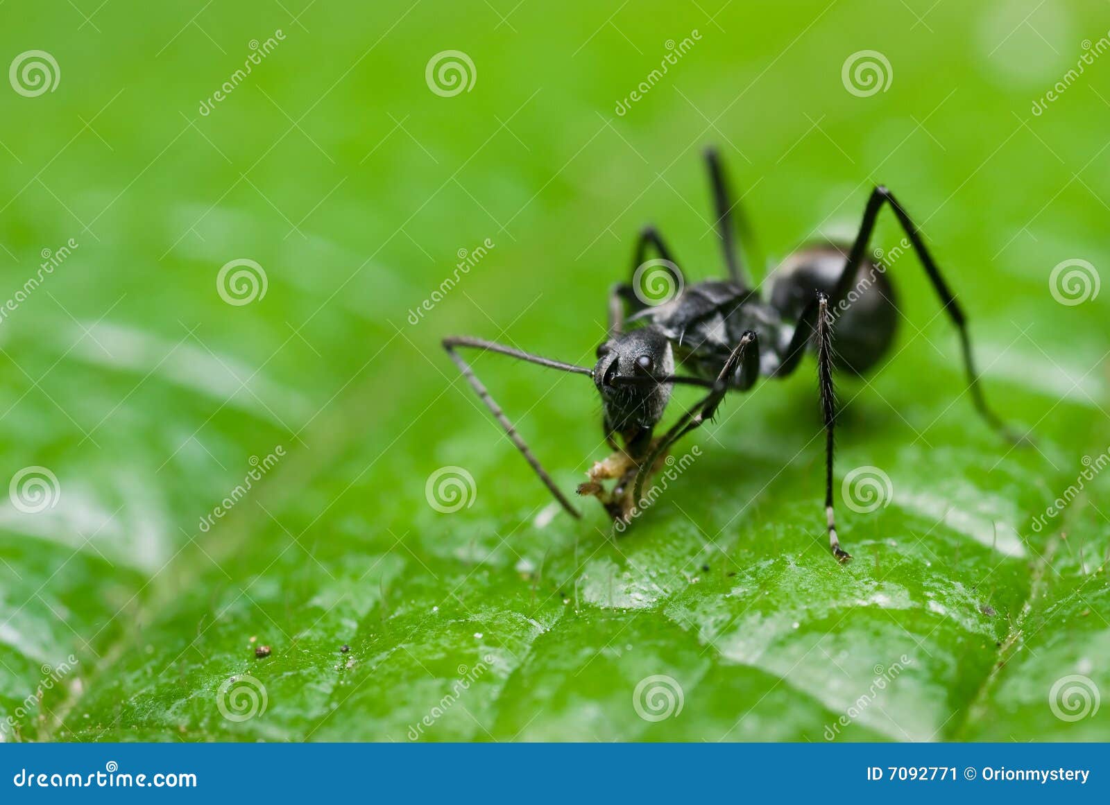 A black ant stock image. Image of brown, fauna, nature - 7092771