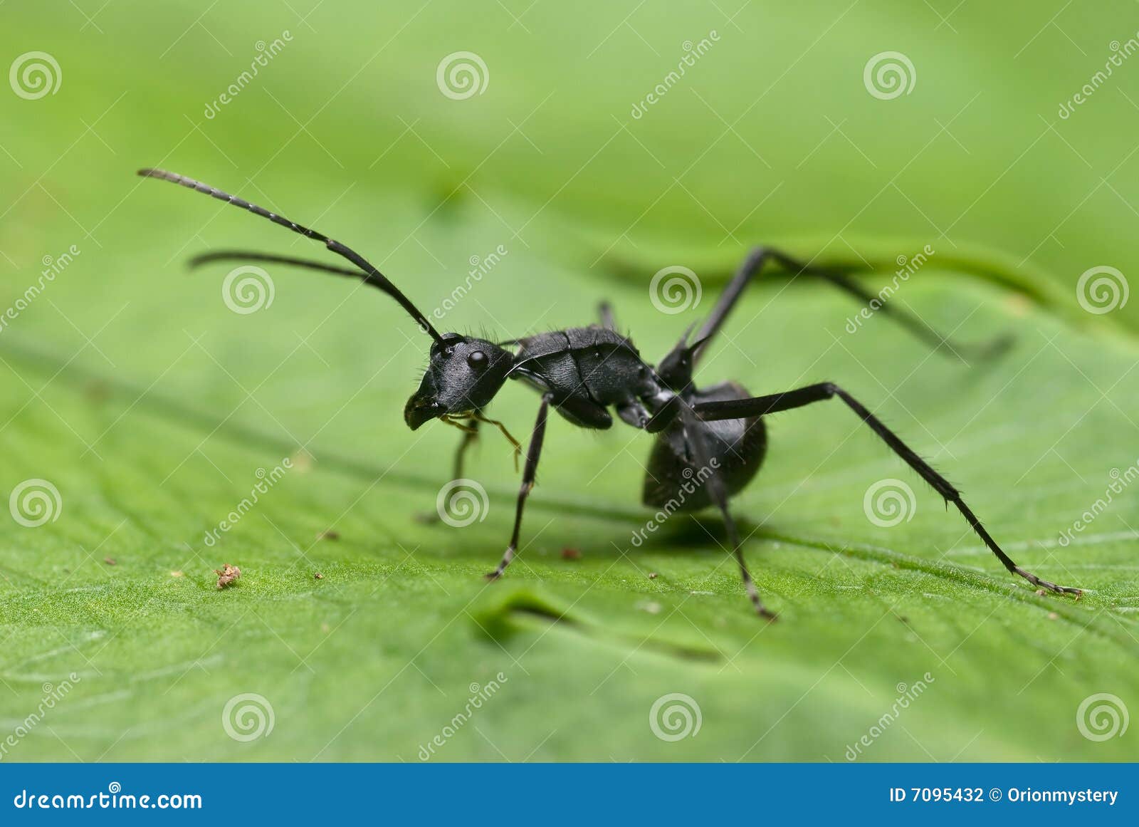A black ant stock photo. Image of park, closeup, garden - 7095432
