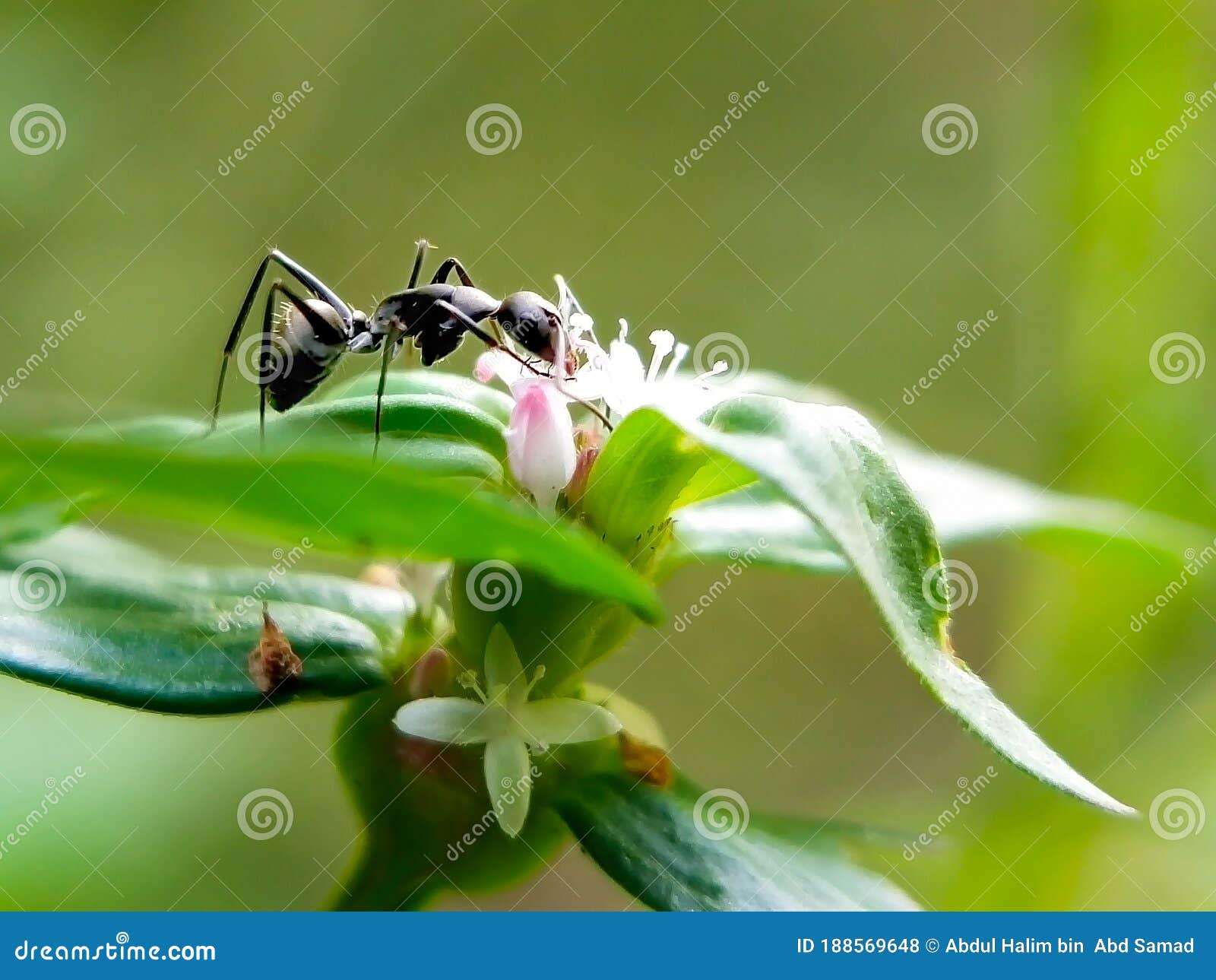Black ant above flower stock photo. Image of black, plant - 188569648