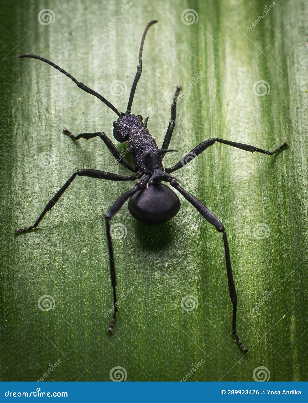 Black ant above the leaves stock photo. Image of indonesia - 289923426