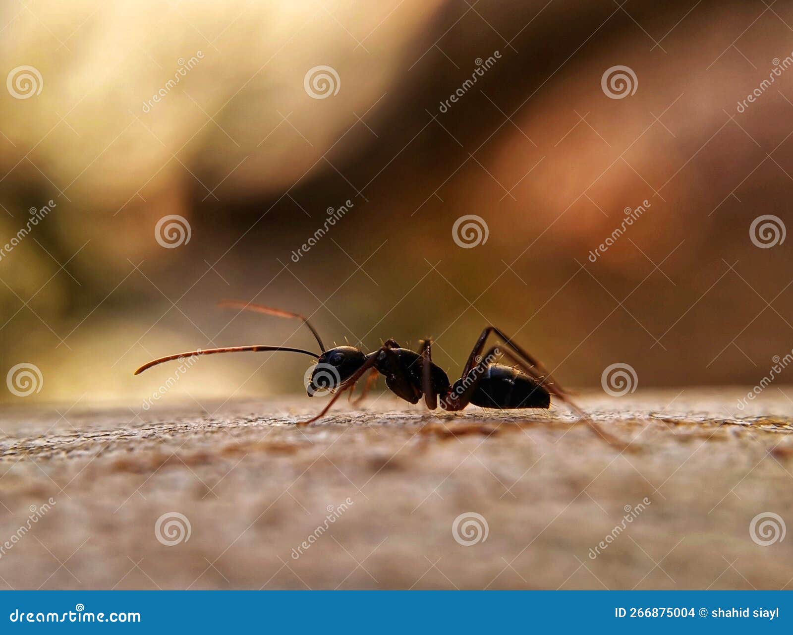 Black ant stock photo. Image of insects, closeup, black - 266875004