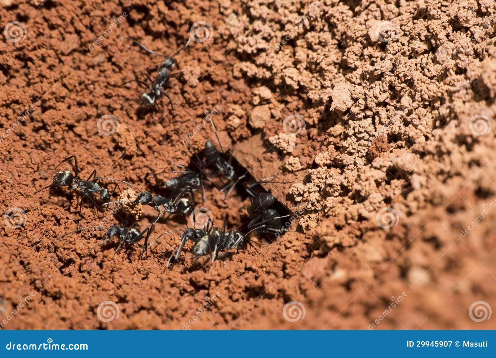 Black Ant Building Nest stock image. Image of build, home - 29945907