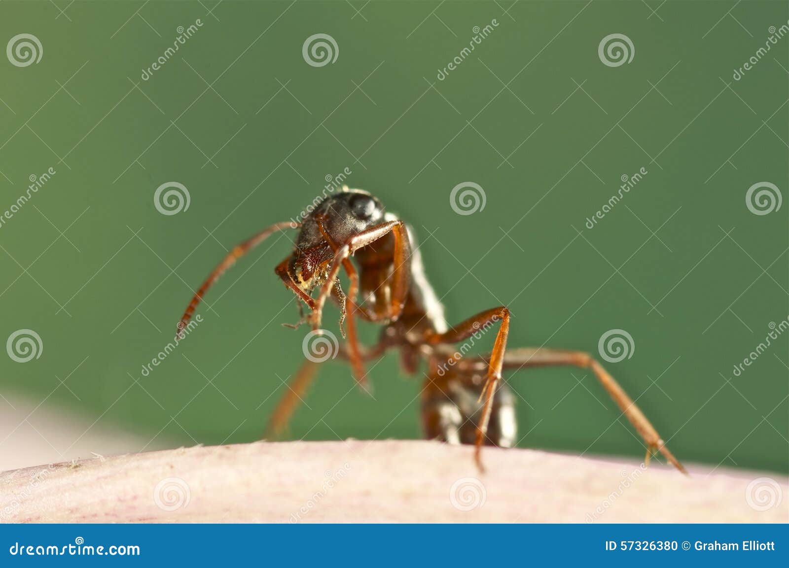 Black Ant is Cleaning Himself Stock Photo - Image of roly, butterfly ...