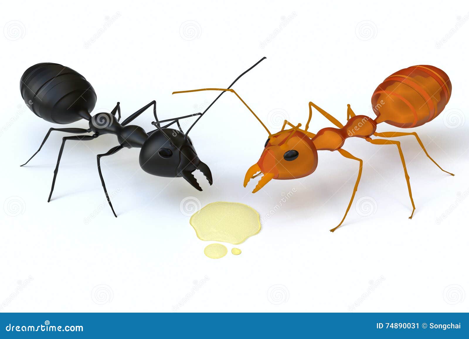 A Black Ant is Confronted with an Orange Ant for the Syrup. Stock ...
