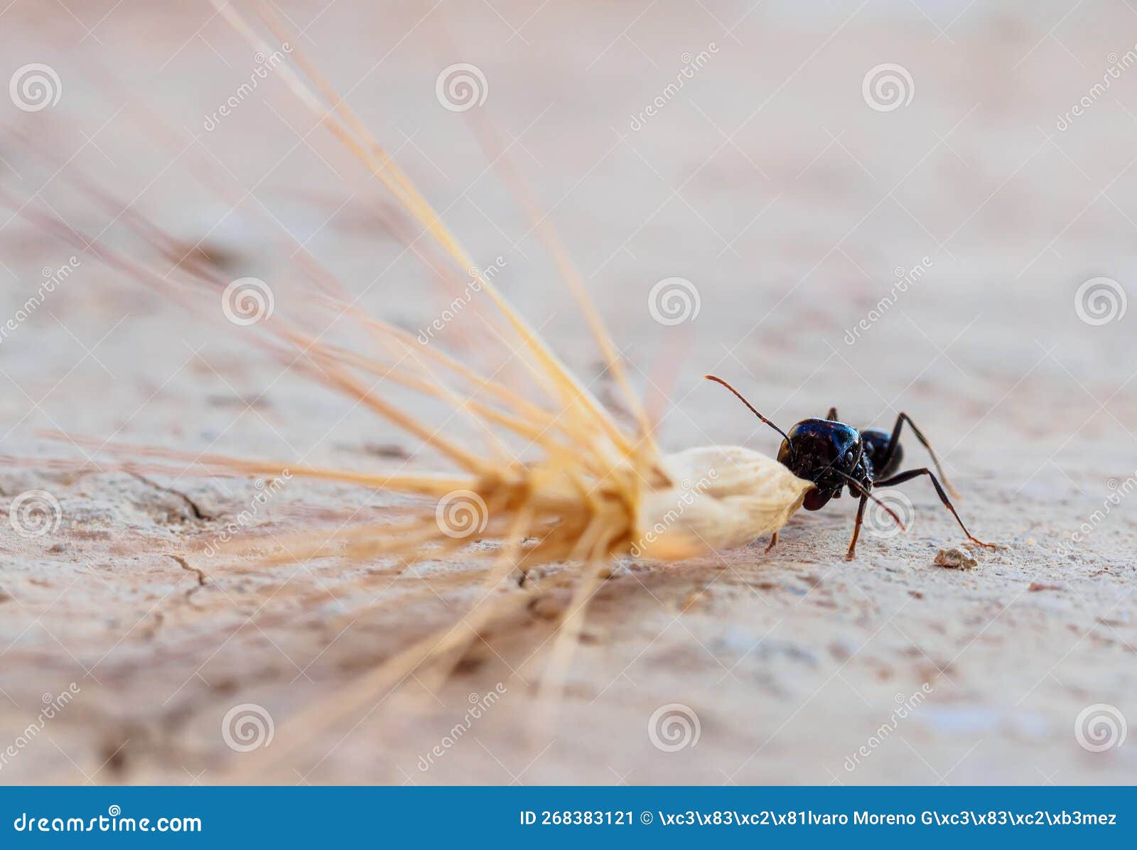 Ant dragging a spike stock image. Image of natural, dirt - 268383121