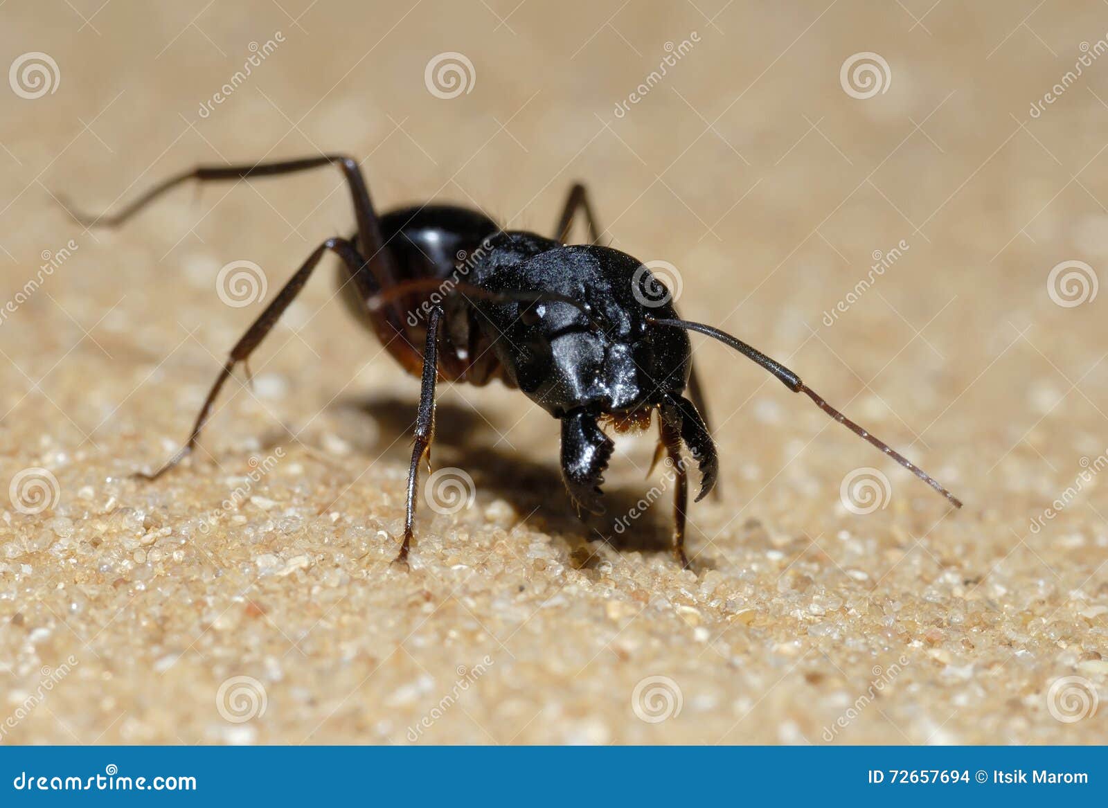 Black ant front view stock photo. Image of insect, black - 72657694