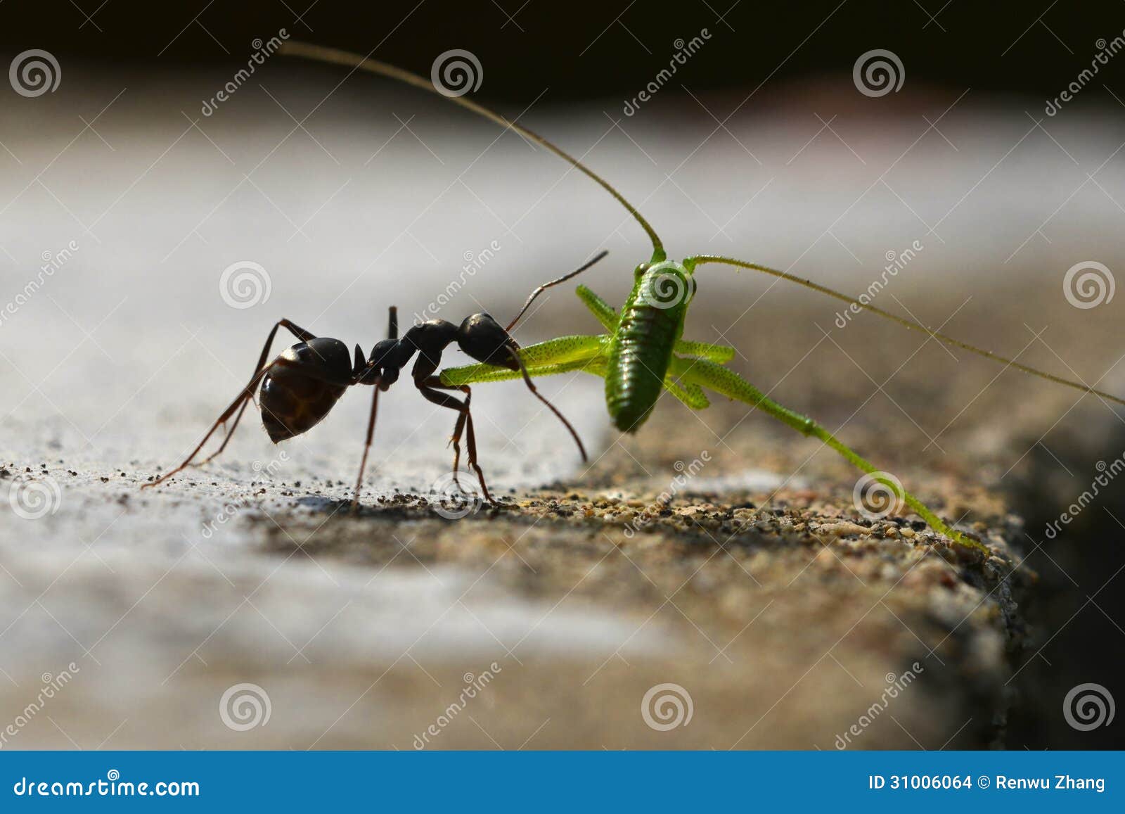 Green Cricket With Sword Shaped Tail And Spikes, Katydid Or Grasshopper ...