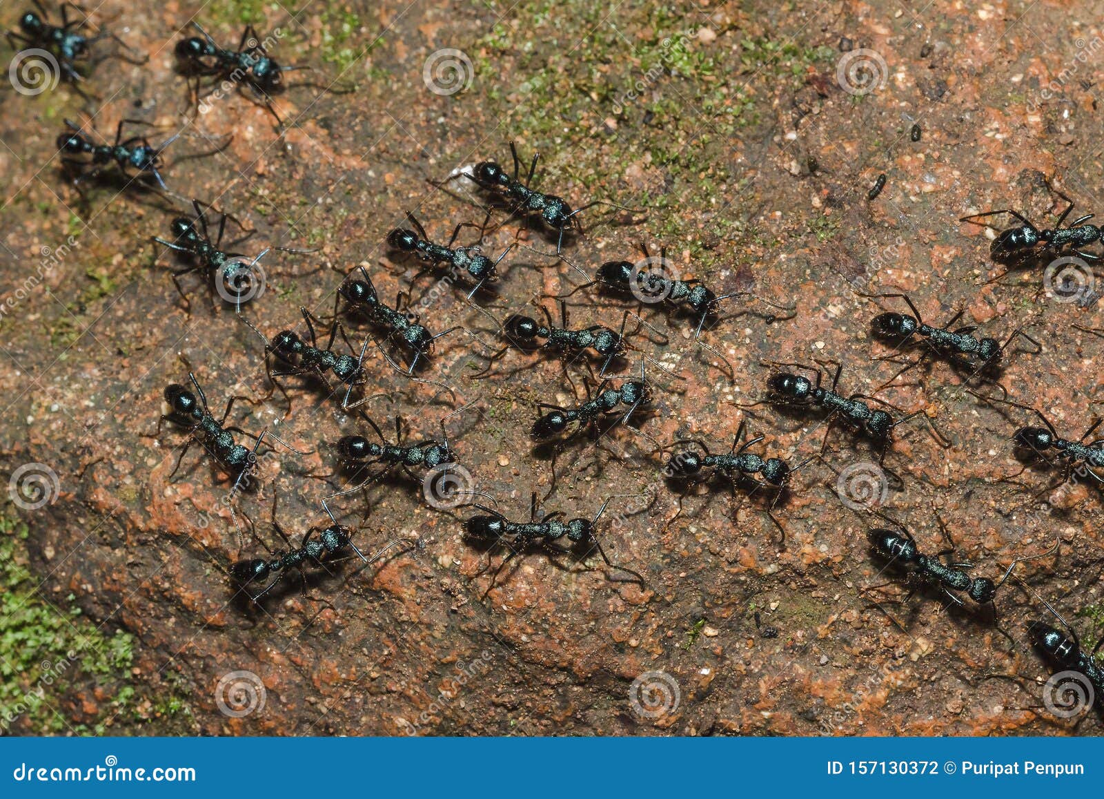 Black ant on the ground stock photo. Image of close - 157130372